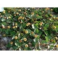 Toothache Plant- 100 Seeds - Walmart.com
