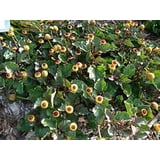 Toothache Plant- 100 Seeds - Walmart.com
