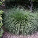 Premium Rough Fountain Dropseed Grass Seed, 100+ Seeds– Native ...