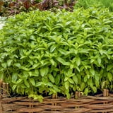 Spearmint Seeds - Mentha Spicata Spearmint Herb Seed - 20000 Seeds ...