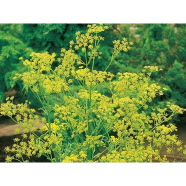 Pacific Gold Mustard Seeds by Mighty Mustard - 4 Oz - Non-GMO, Open ...