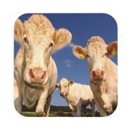 Lego VIP Exclusive Limited Edition Festive Drink Coasters - Set of 4 ...