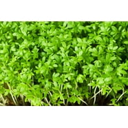 Seedville 100 Red Ripper Cowpea Plant Seeds, Red Pods & Red Peas ...