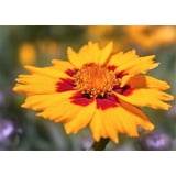 1000 GOLDEN WAVE COREOPSIS (Goldenmane Tickseed) Coreopsis Basalis ...