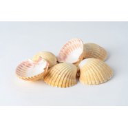 Giant 22" White and Gray Clam Shell Tridacna Gigas, Large Seashell ...