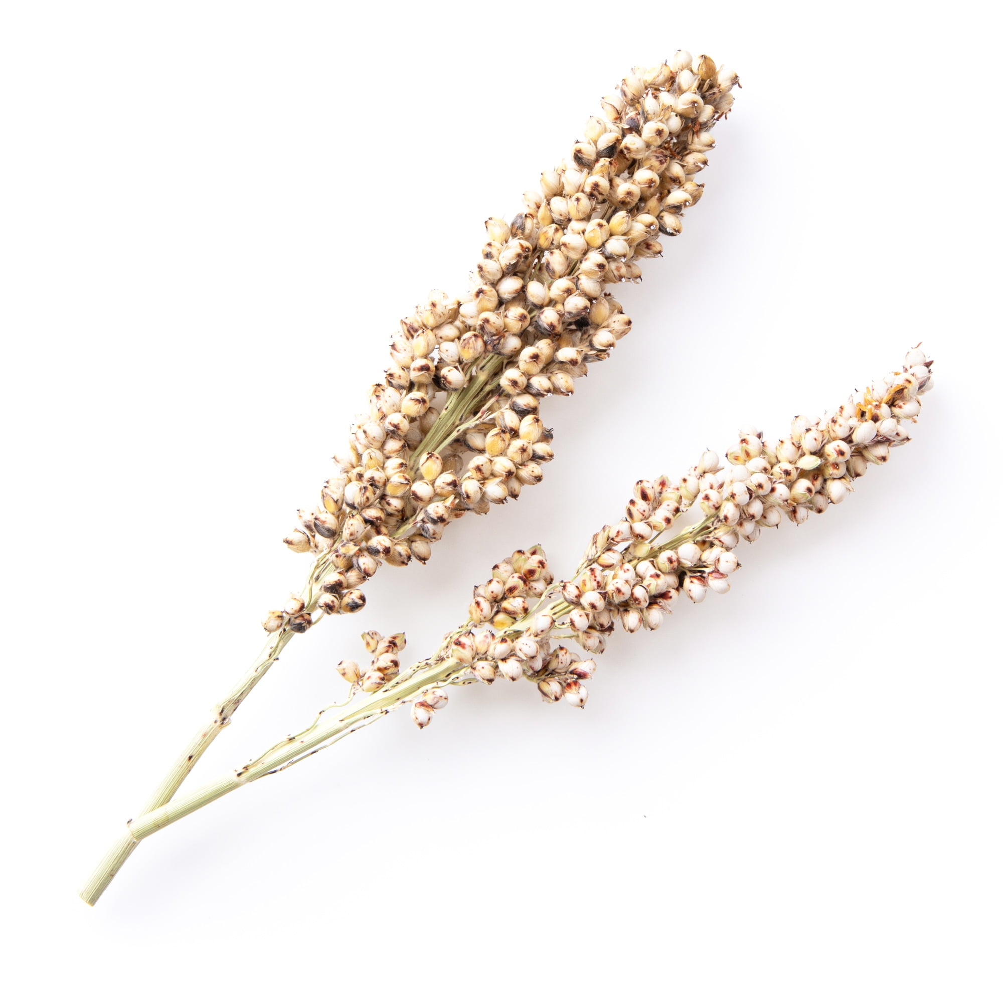 Organic White Sorghum Seeds - 5 Lb ~80,000 Seeds - Whole (husk on ...