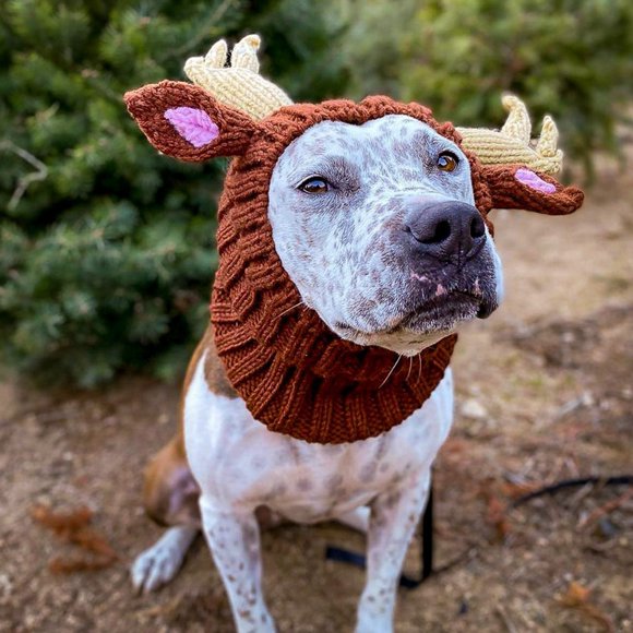 No Flap Ear Wraps For Dogs