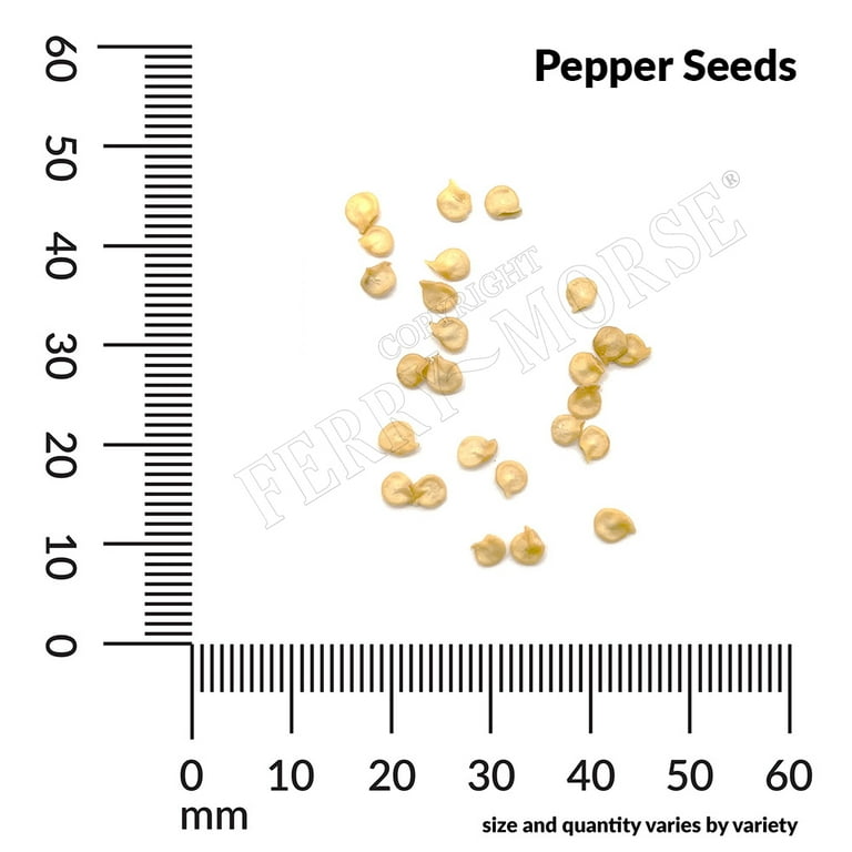 Vegetable Seed Size Chart