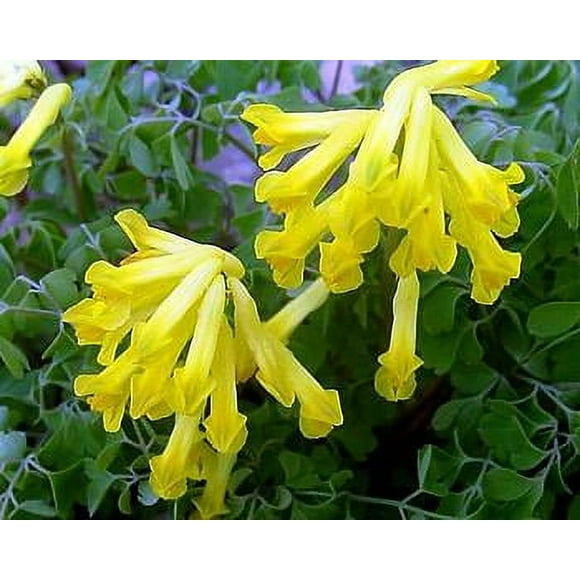Bleeding Heart Plants