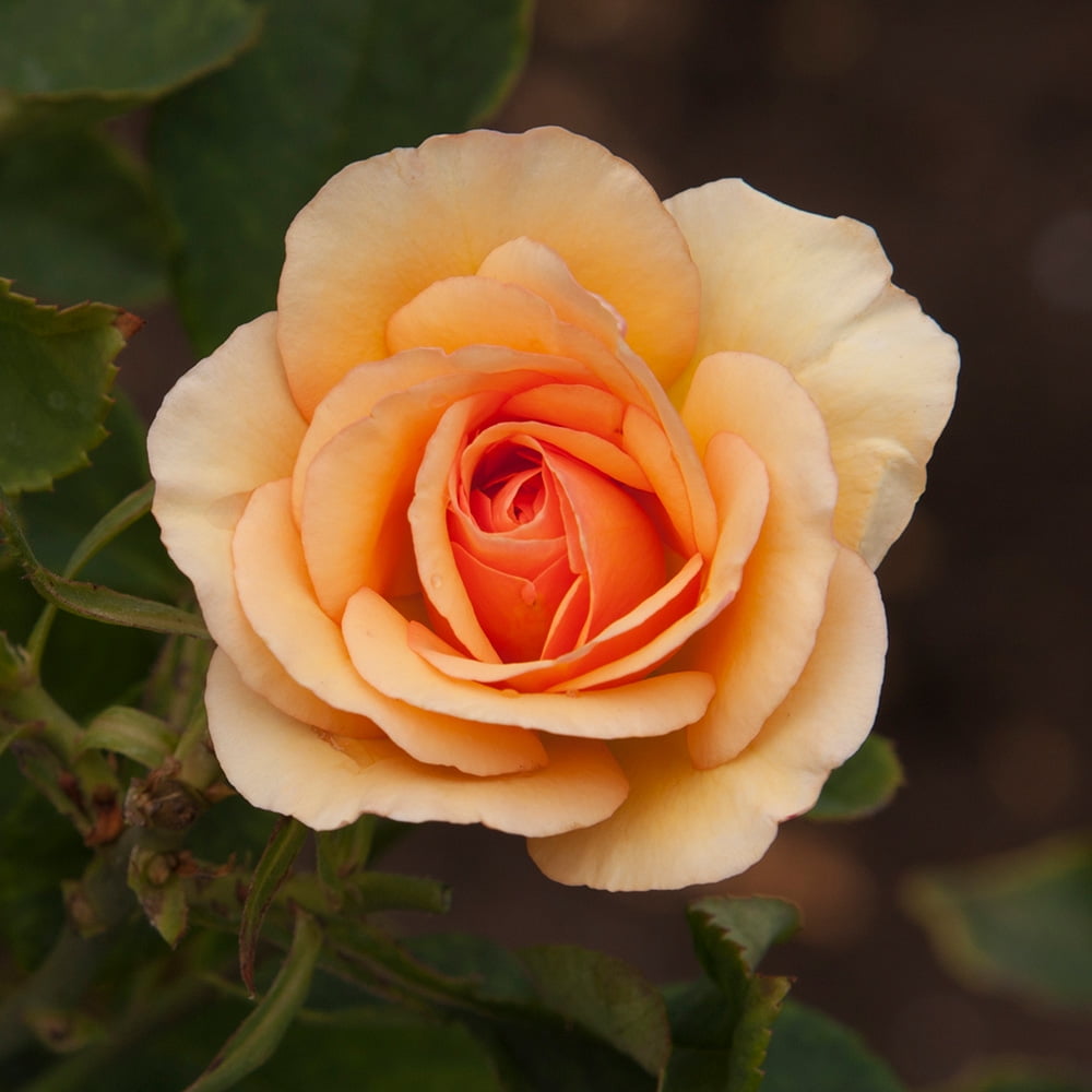 Heirloom Roses Rose Bush - The Anne Harkness® English Legend Plant ...