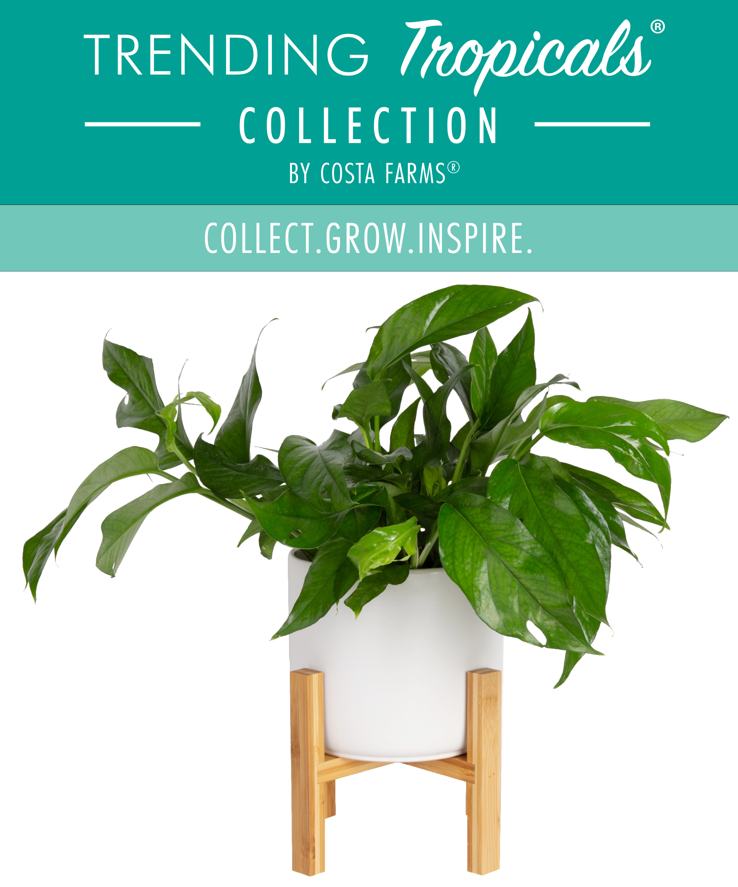 Craft Supplies & Tools Baltic Blue Pothos Baltic Blue Epipremnum ...