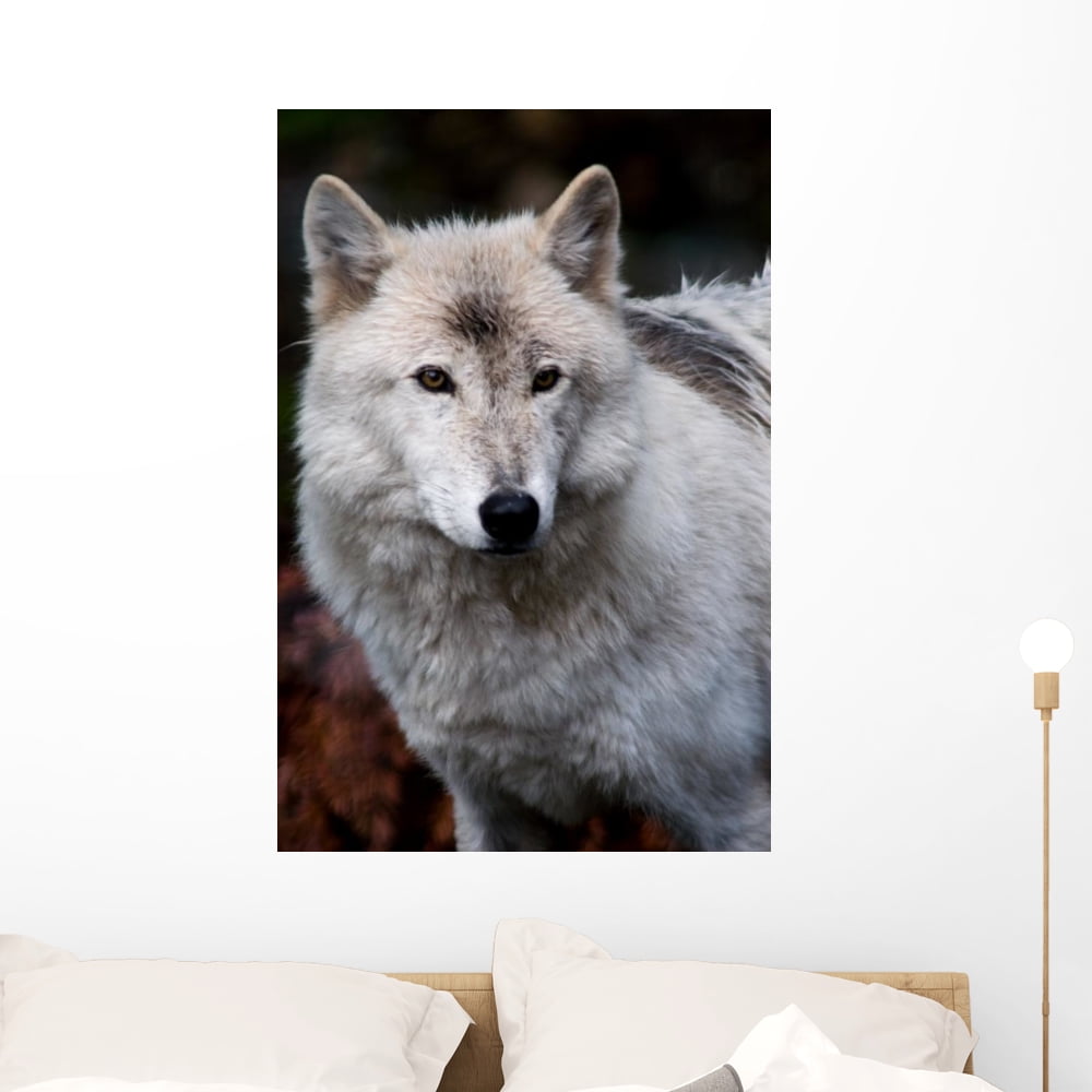 White Wolf Wall Mural Decal Sticker, Wallmonkeys Peel & Stick Vinyl ...