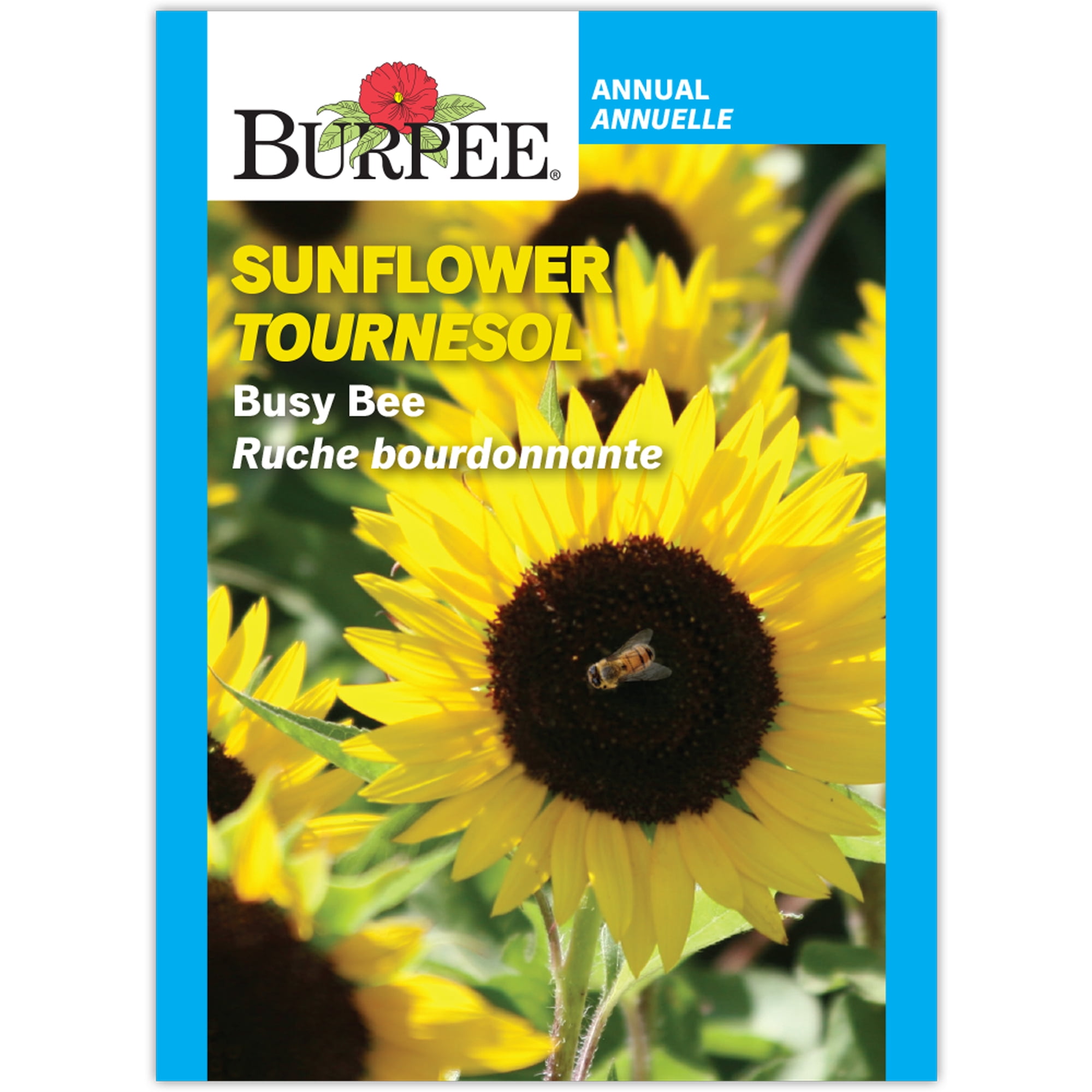 Click here for Burpee Canada Burpee Busy Bee Sunflower prices