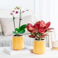 Yellow Self Watering Transparent Flower Pot for Small Potted Plantss ...