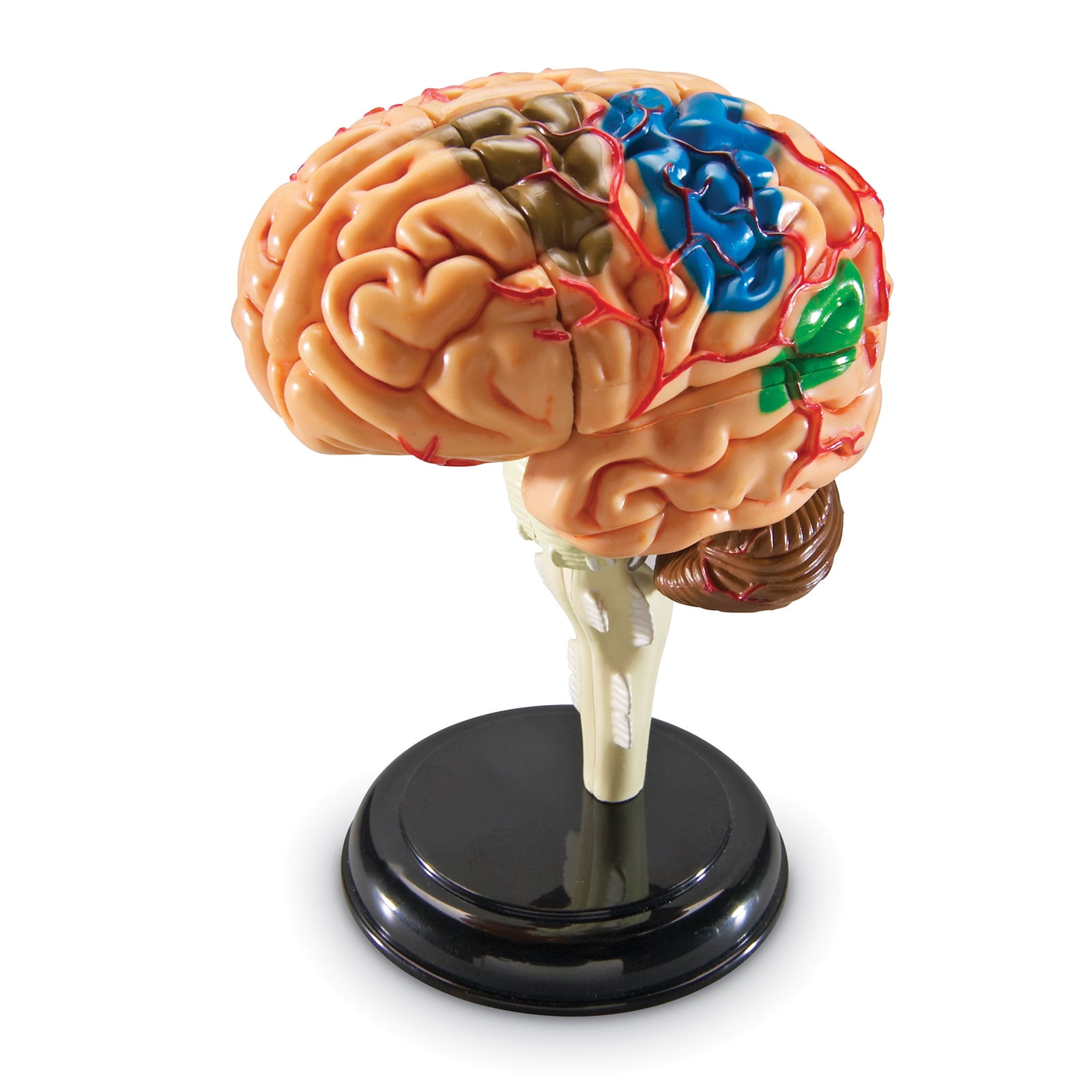 Learning Resources Brain Anatomy Realistic Model - Walmart.com ...