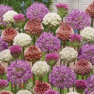 Allium Party Balloons - 6 Pack of Bulbs to Plant - Huge Round Flowers ...