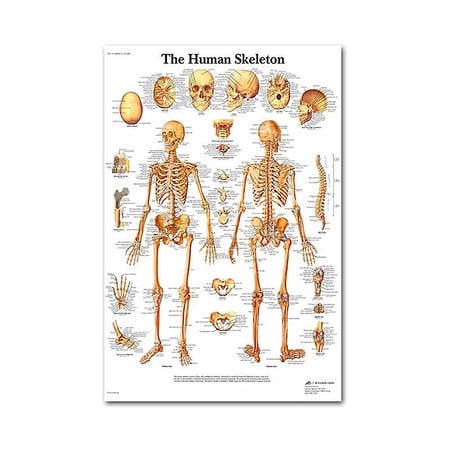 Muscular & Skeletal System Anatomical Poster Set - Human Skeleton ...