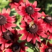 Osteospermum Akila African Daisy - Drought Tolerant, Outdoor Perennial ...