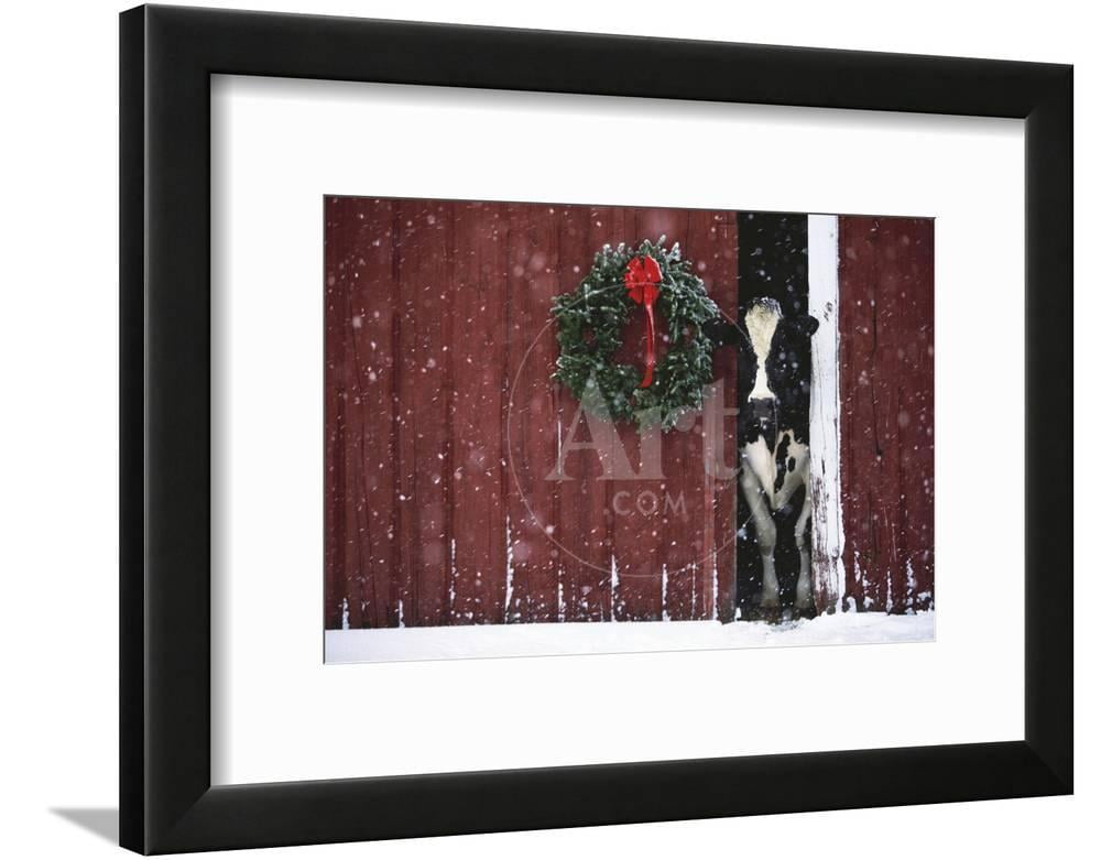 Holstein Cow Standing in Doorway of Red Barn, Christmas Wreath on Barn ...