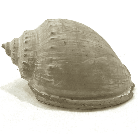 Cement Shell Garden Statue | Walmart Canada