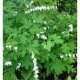 White Bleeding Hearts - Dicentra alba - Great in Shade - Bare Root ...
