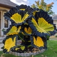 Elephant Ears-Plants For Planting-Ornamental-Perennial-Premium Garden ...