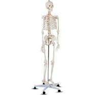 Life-size 70.8'' Medical School Skeleton Model with Rolling Stand ...
