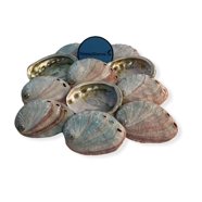 Alabaster Murex Seashell 4-5" - Walmart.com