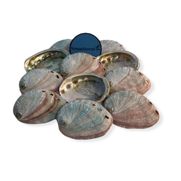 Alabaster Murex Seashell 4-5" - Walmart.com