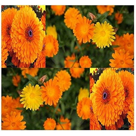 MySeeds.Co Big Pack - Calendula Flower Seeds (4,500 Seeds) - Calendula ...