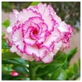 Desert Rose for Planting (Non-Artificial), Mixed Color – Perfect for ...