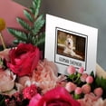 3drose, Photograph of a White German Shepherd in a Polaroid Style Frame ...