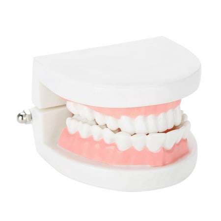Denture Model Gums Model Standard Adut Teeth Model Teaching Tool ...