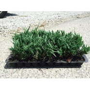 Gold Lace Juniper - 3 Live Plants - Juniperus Chinensis - Evergreen ...