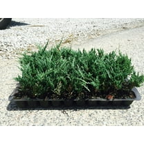 Florida Foliage 30 Bar Harbor Juniper Plants, Drought Tolerant ...