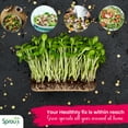 Nature Jim's Sprouts Salad Mix Microgreens for Growing - Fresh and ...