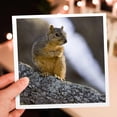 3drose, Fox Squirrel on Oak Branch, Welder Ranch, Texas - Us44 Mpr0136 ...