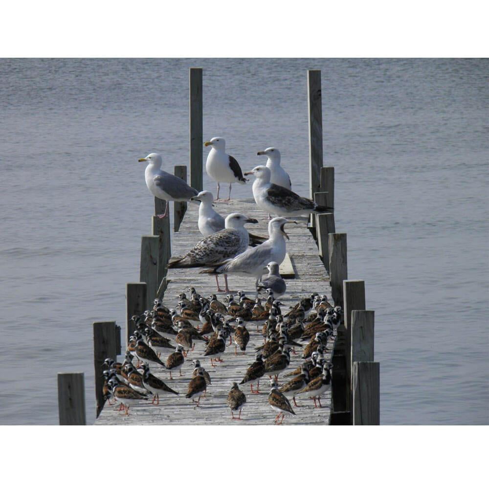 Animal Tourism "Birds on Dock" Glossy Poster - Walmart.com