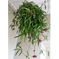 Rare Wyatt Wax Plant - Hoya wyetti - Great House Plant - 4" Pot ...