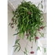 Rare Wyatt Wax Plant - Hoya wyetti - Great House Plant - 4" Pot ...