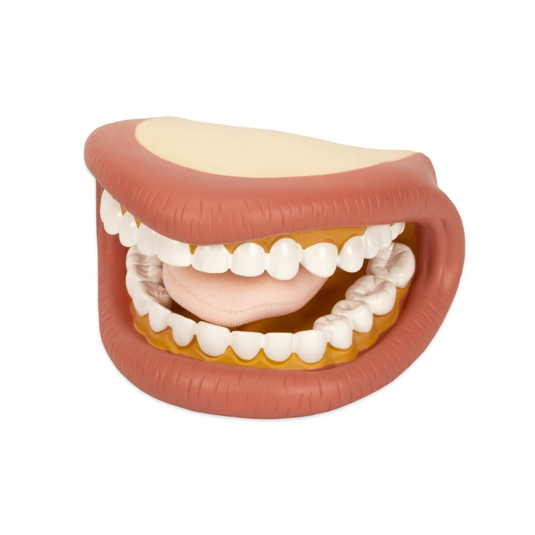 Dental Models Enlarged Diseased Teeth Model Saprodontia Decayed Tooth ...
