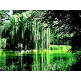 24 Green Weeping Willow Tree Cuttings - Beautiful Arching Canopy - Grow ...