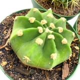 Barrel Cactus Assortment, 4 inch Set of 3, Easter Lily, Lemon Barrel ...