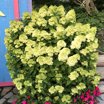 1 gal. Torch Hardy Hydrangea (Paniculata) Live Shrub, Creamy White-Pink ...