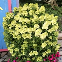 1 gal. Torch Hardy Hydrangea (Paniculata) Live Shrub, Creamy White-Pink ...