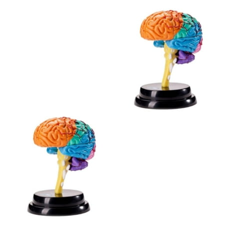 Thinsony Premium PVC Brain Anatomy Model Crafted And Practical ...