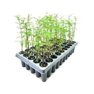 Virginia Pine 10 Live Trees Scrub Spruce Pine Pinus Virginiana Unique ...