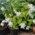 Jasmine Flower Plants Live, Jasmine Plants Indoor Live, 5 to 8 Inc Tall ...