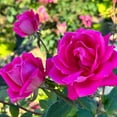 Double Pink Knock Out Rose - 3 Gallon Pot, Live Deciduous Shrub, Full ...