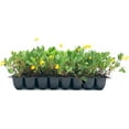 EcoTurf Perennial Peanut Grass - 20 Live Plants - Arachis Glabrata ...